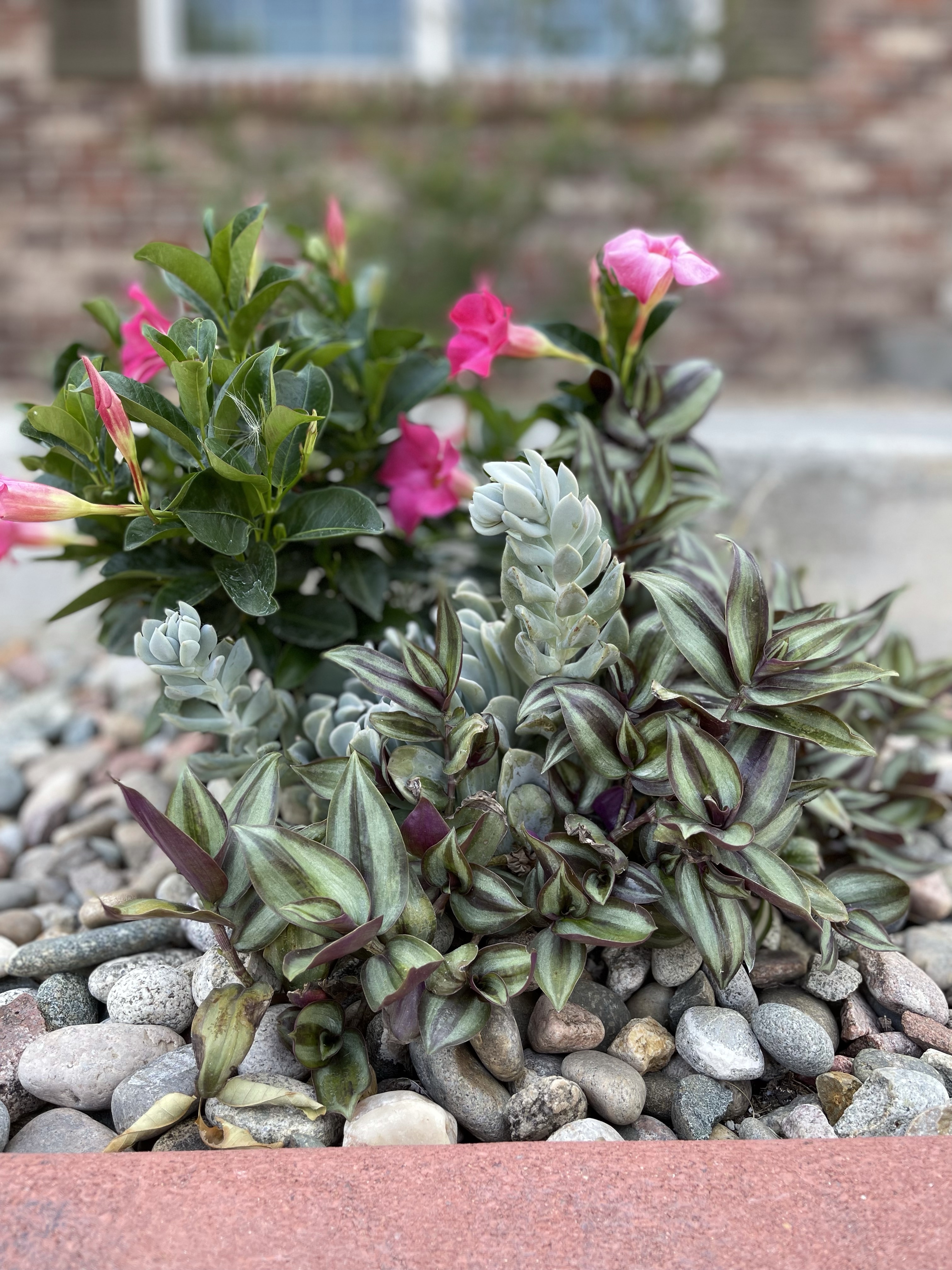 Fake Plants vs. Real Plants – Amanda's Cozy Casa
