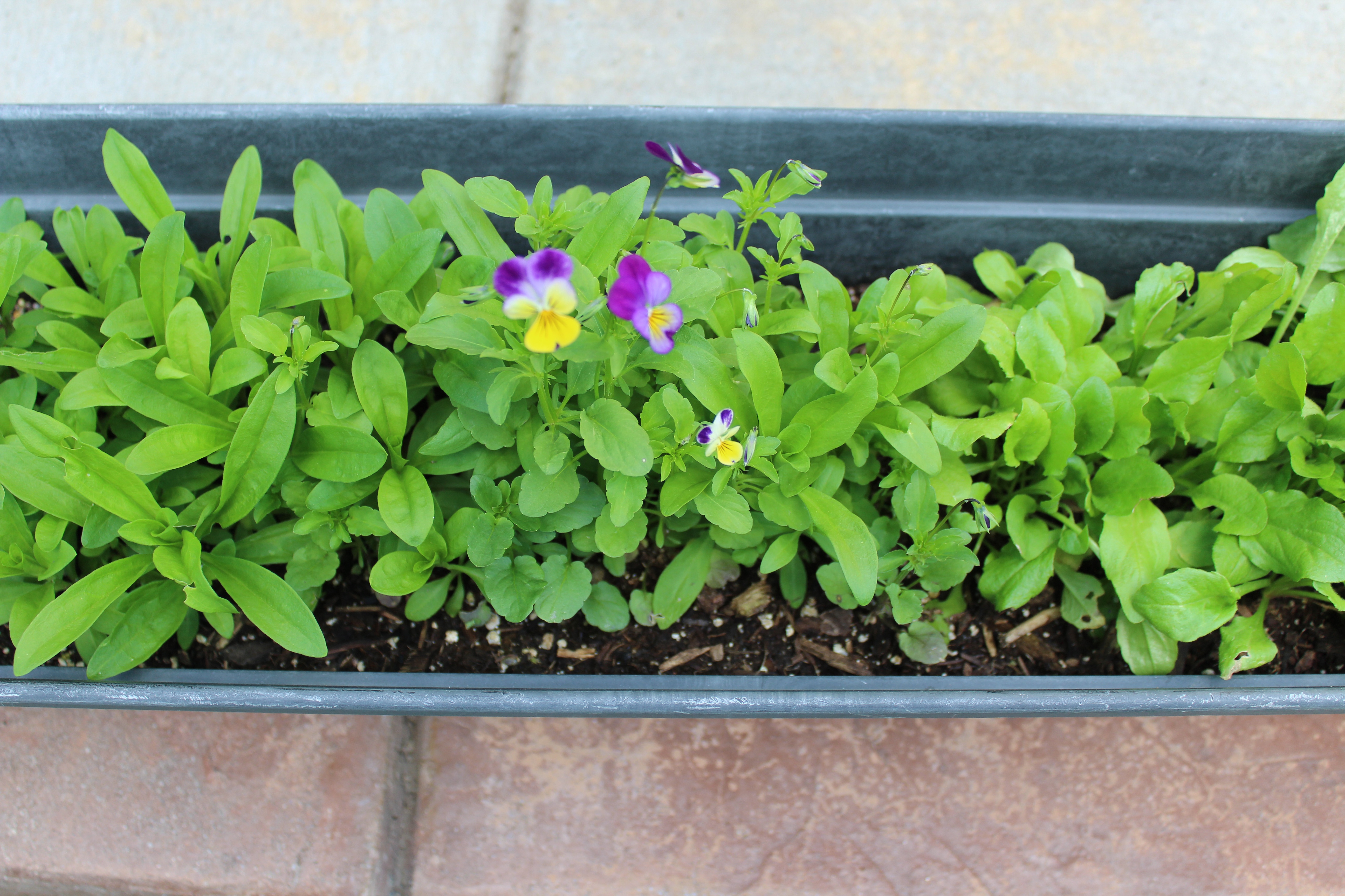 How To Care For Potted Plants – Amanda's Cozy Casa