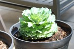 How To Care For Potted Plants – Amanda's Cozy Casa